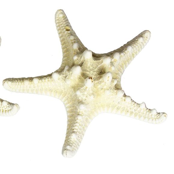 SS Shells | Accents | Tropical Beach Armoured Starfish Sea Star Tiki ...